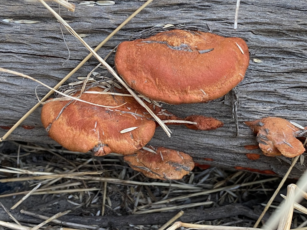 Southern Cinnabar Polypore from York, WA, AU on February 26, 2023 at 06 ...