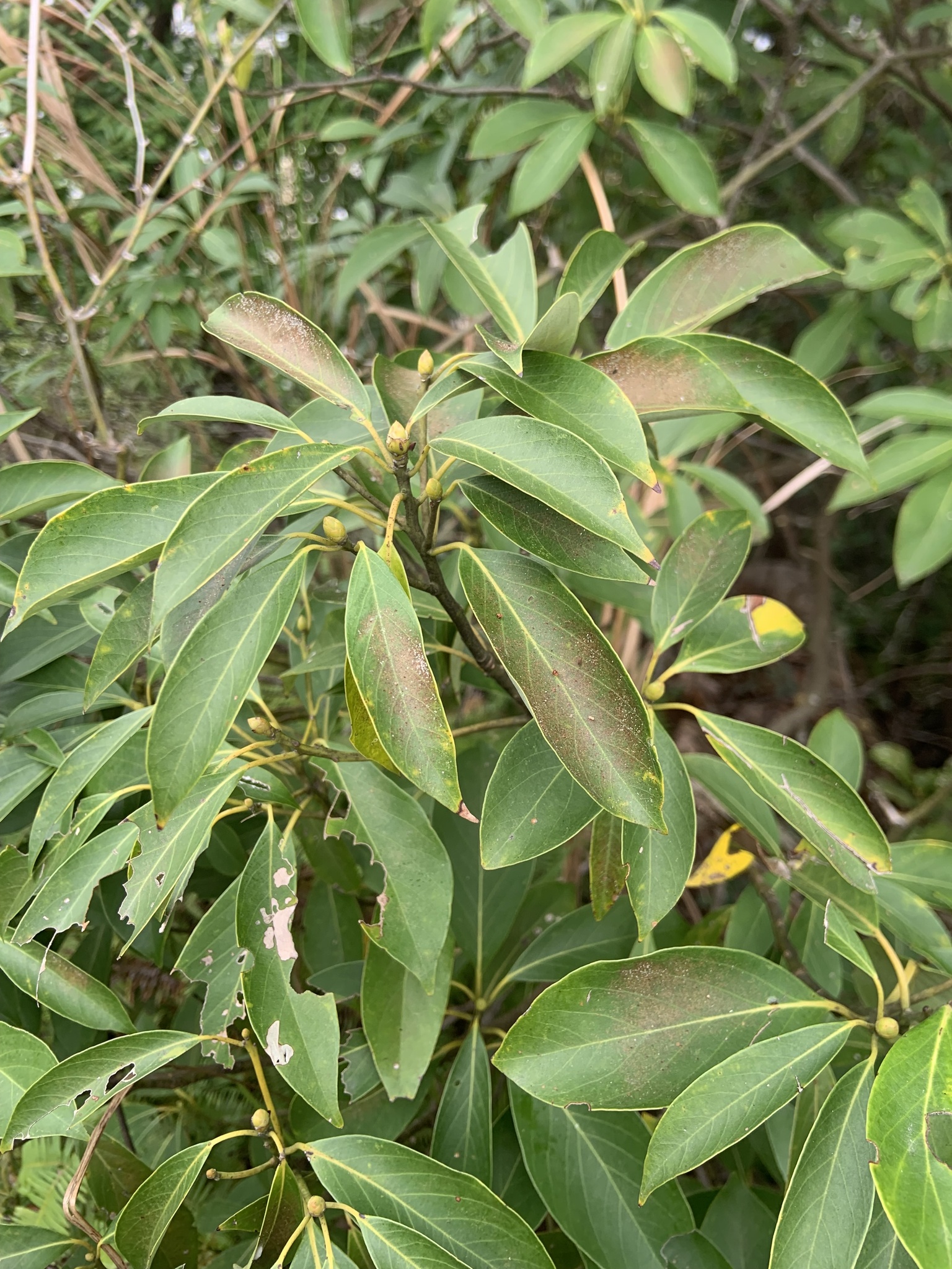 Machilus zuihoensis Hayata