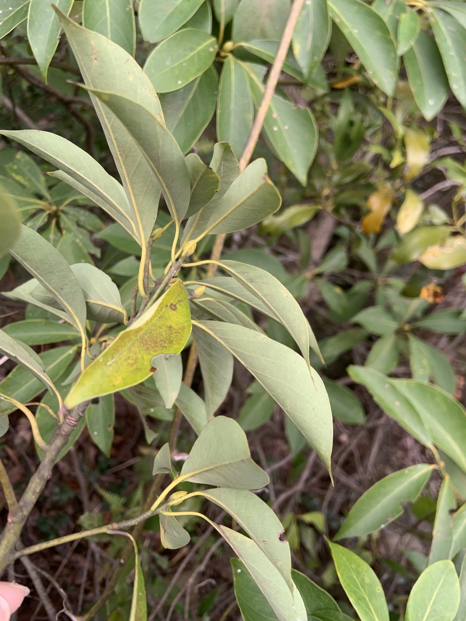 Machilus zuihoensis Hayata
