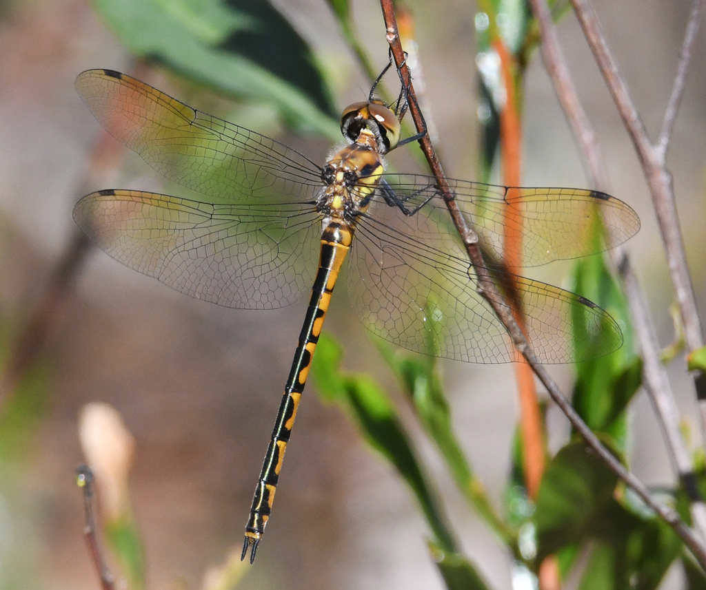Australian Emerald Dragonfly from Para Wirra Conservation Park SA 5114 ...