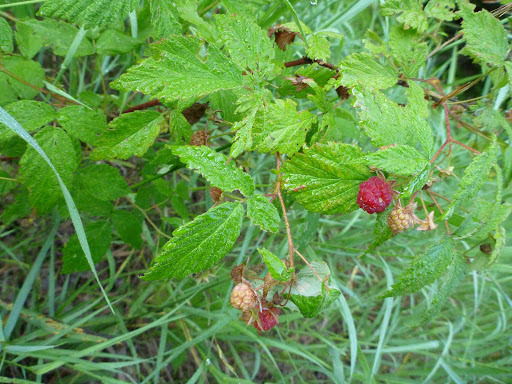 American red raspberry (Plants of Eleven Mile State Park) · iNaturalist