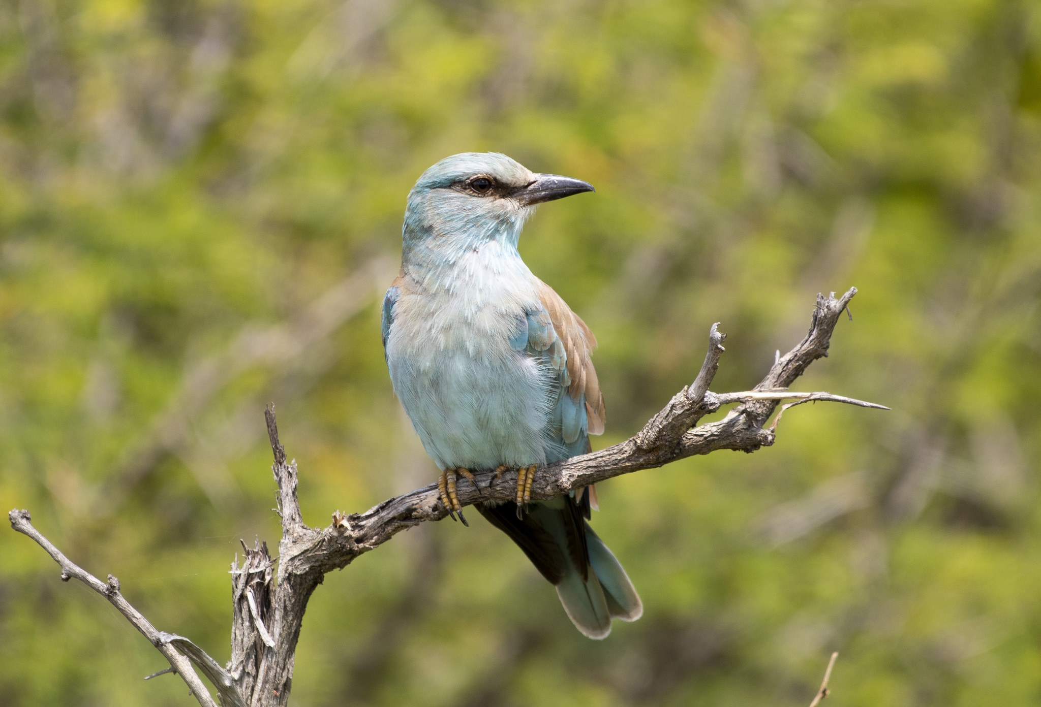 Coracias garrulus Linnaeus, 1758
