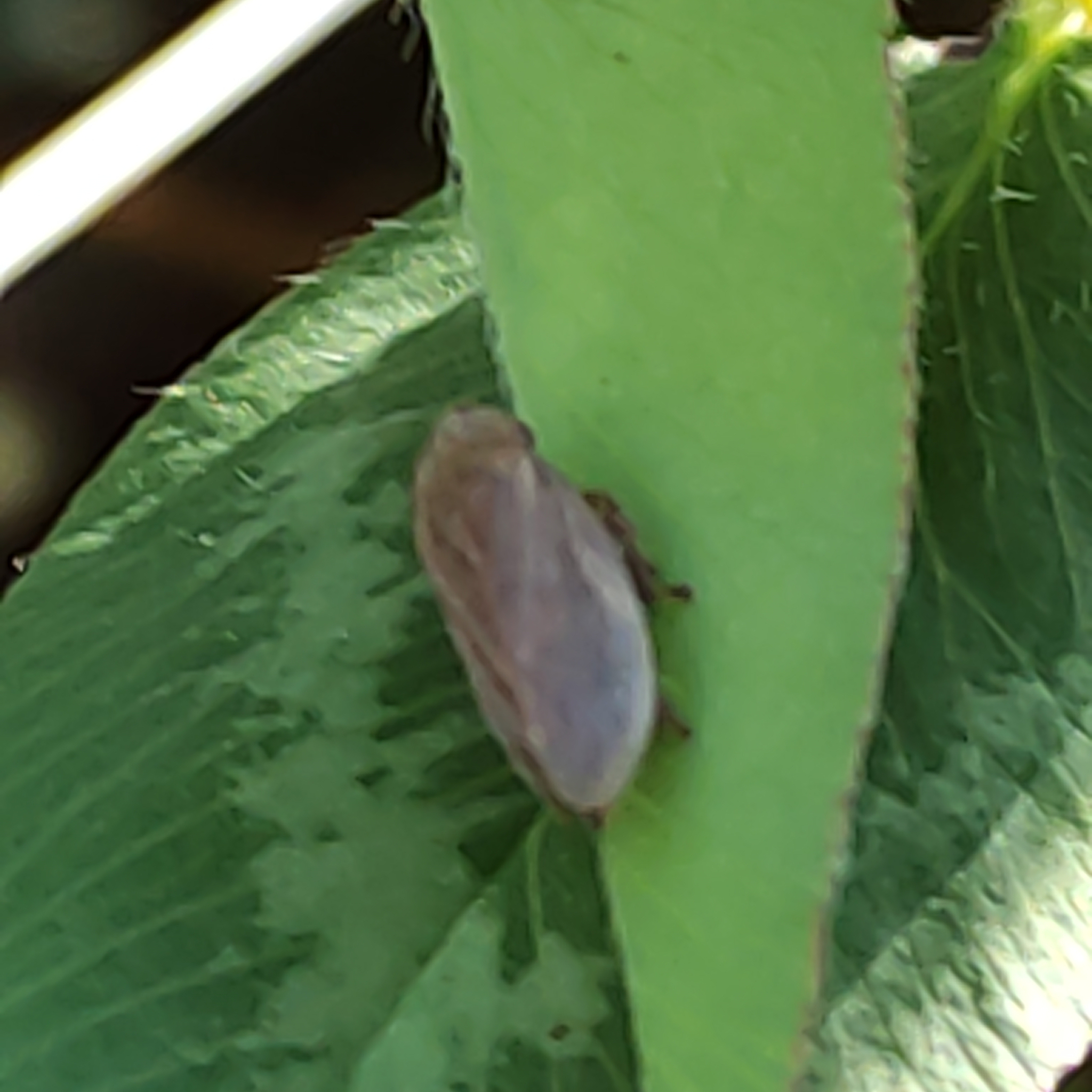 Philaenus spumarius (Linnaeus, 1758)