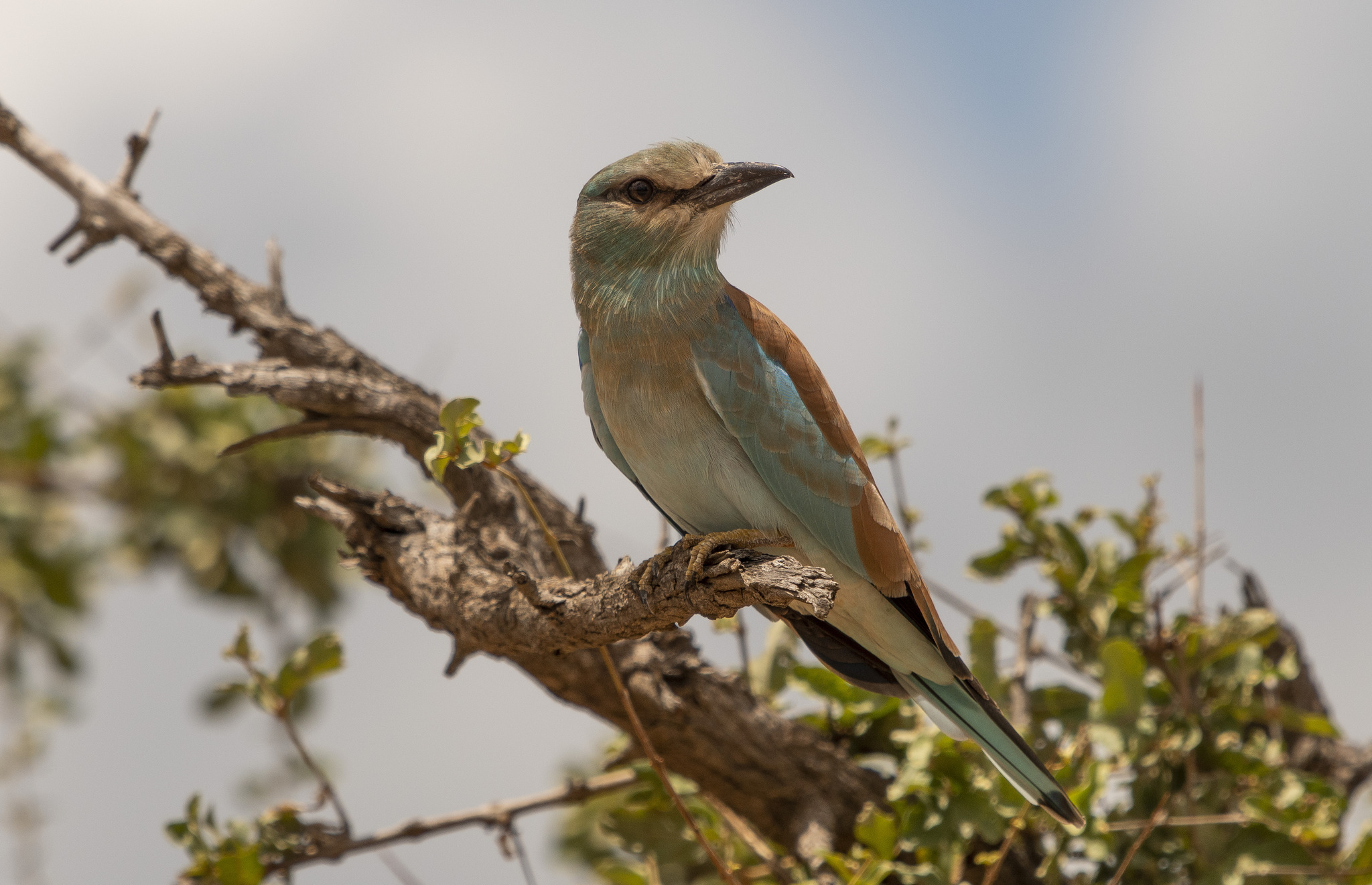 Coracias garrulus Linnaeus, 1758