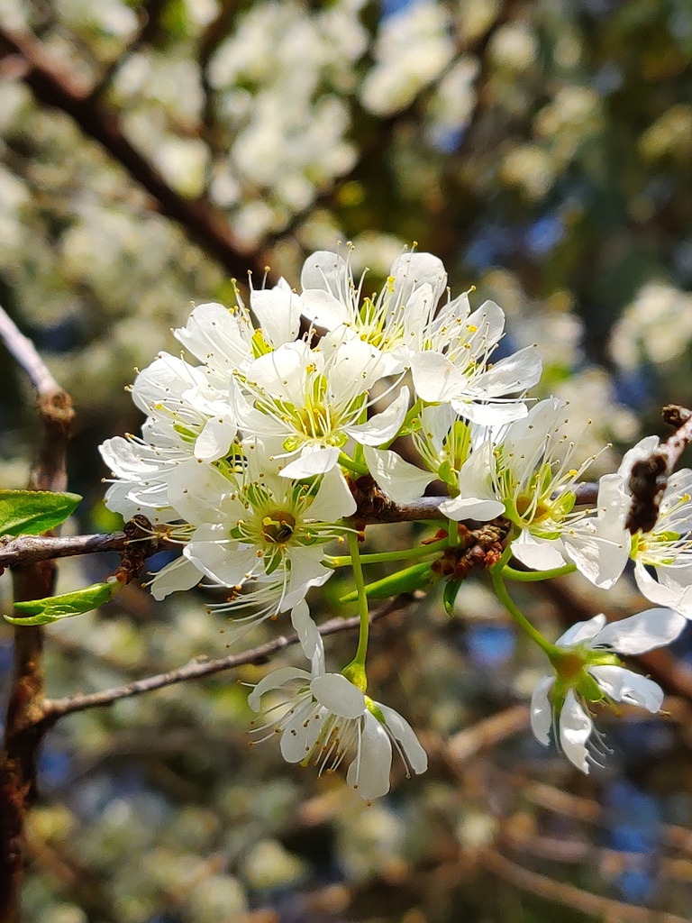Chinese plum from 会昌县, 赣州市, 江西省, CN on February 26, 2023 at 03:01 PM by ...