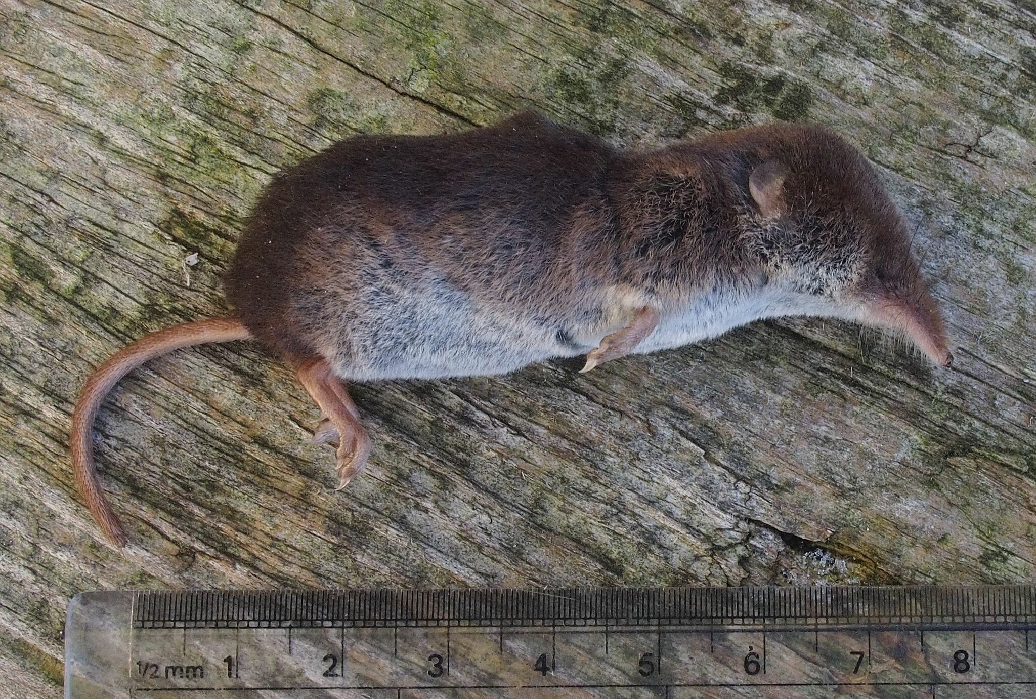 Sorex araneus Linnaeus, 1758