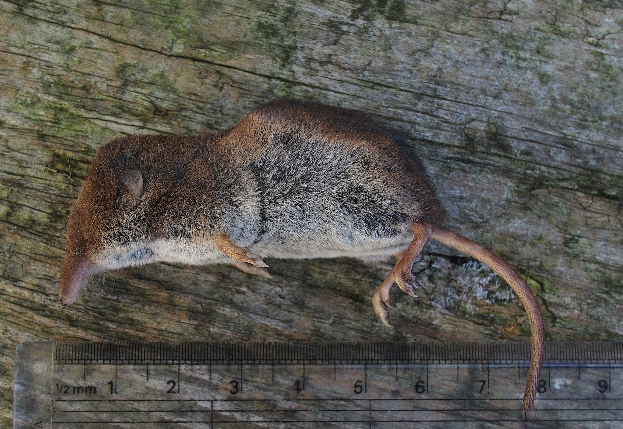 Sorex araneus Linnaeus, 1758