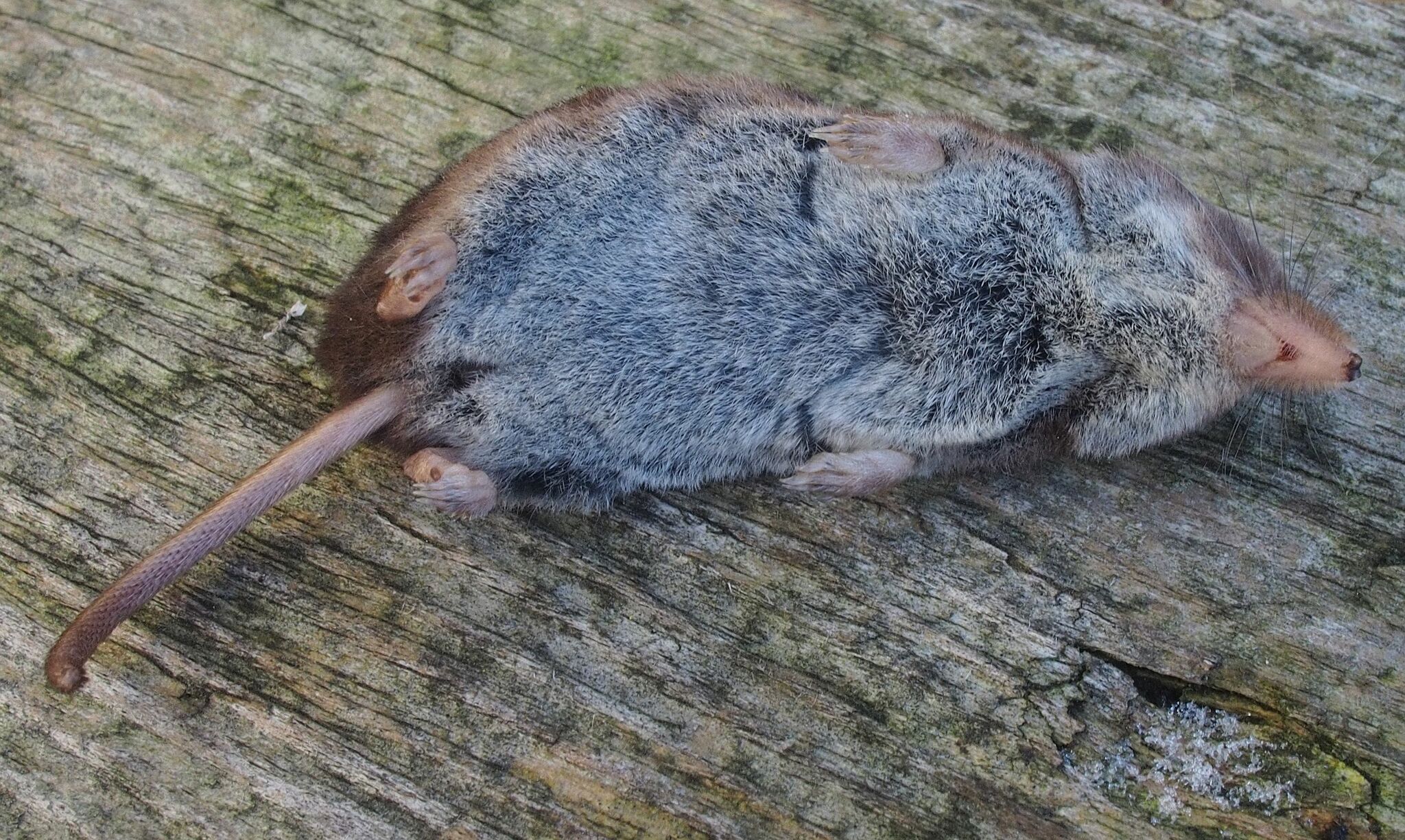 Sorex araneus Linnaeus, 1758