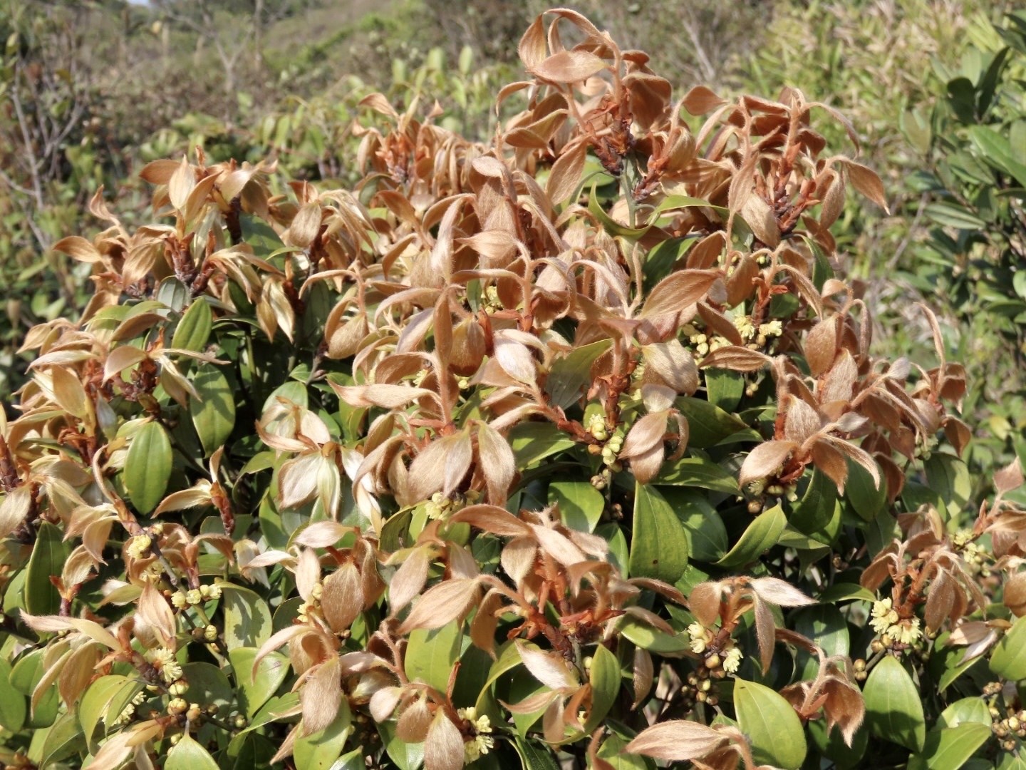 Lindera aggregata (Sims) Kosterm.