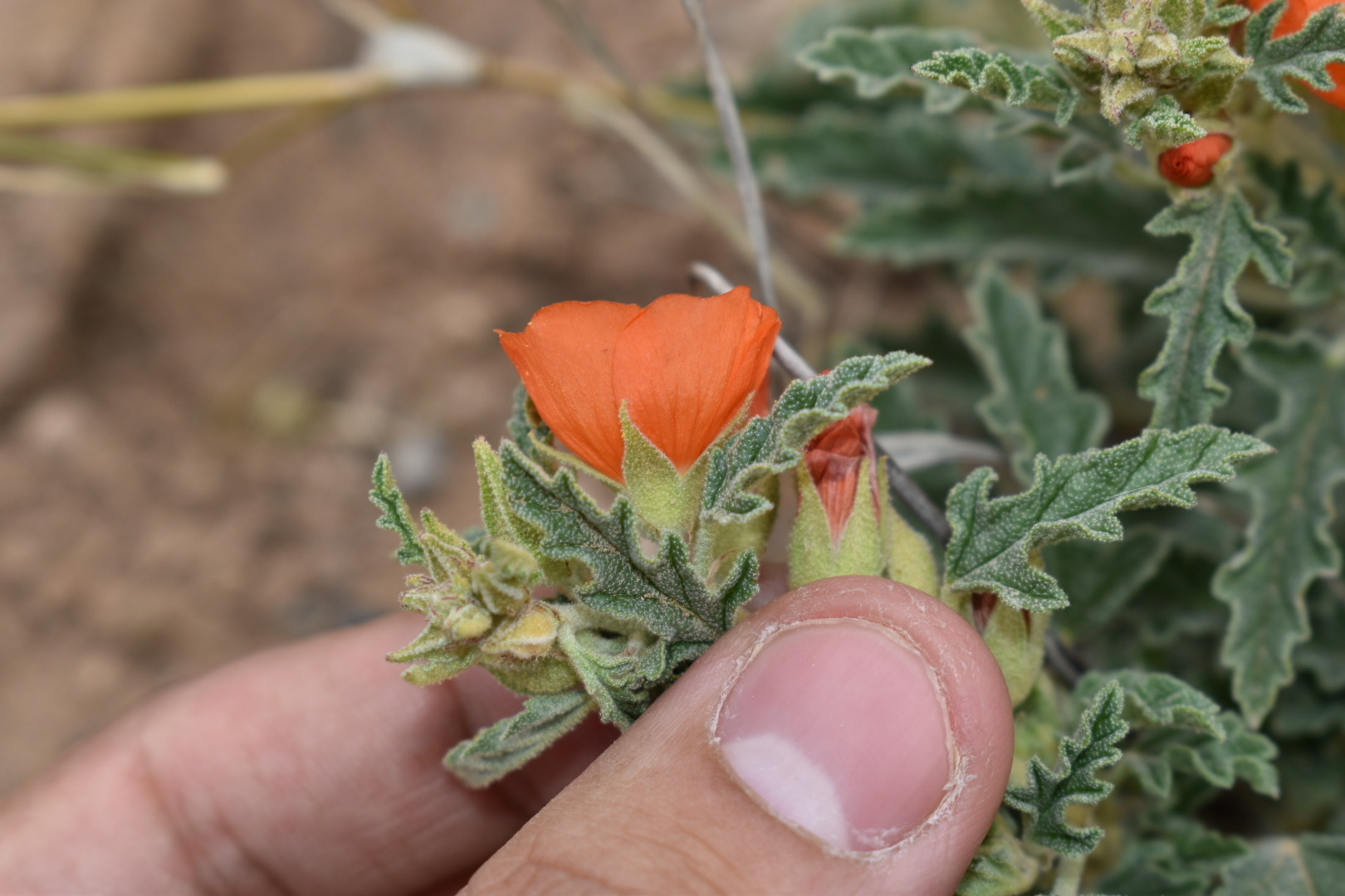 Sphaeralcea hastulata A.Gray
