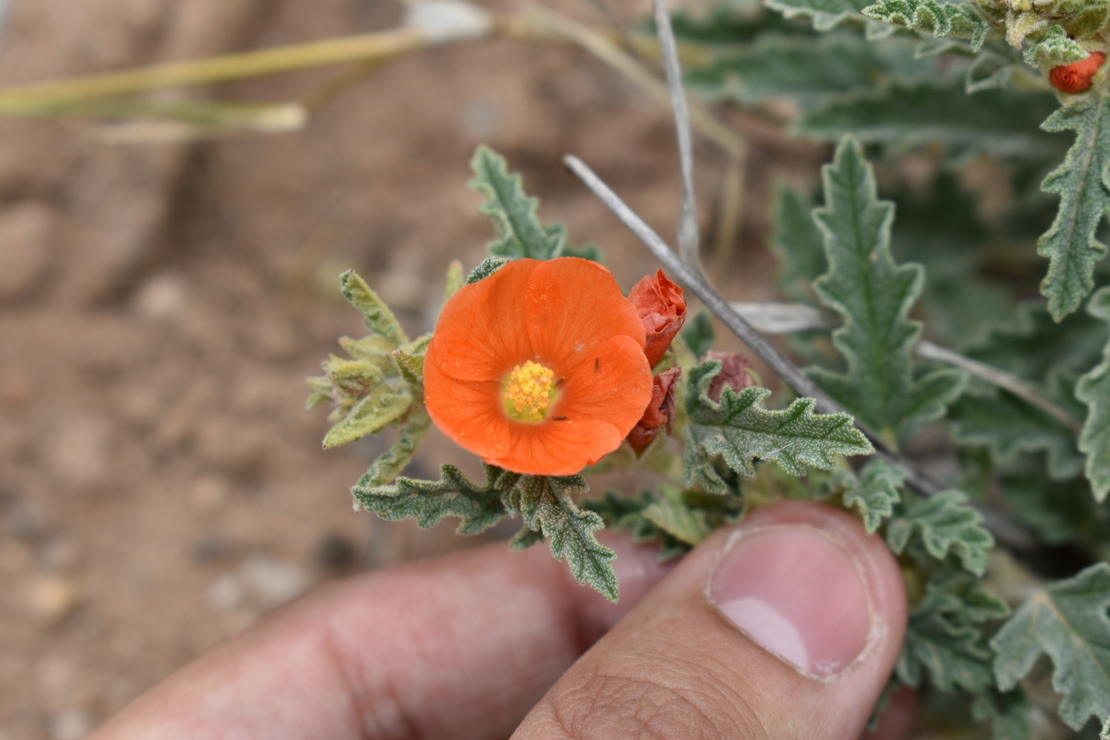 Sphaeralcea hastulata A.Gray