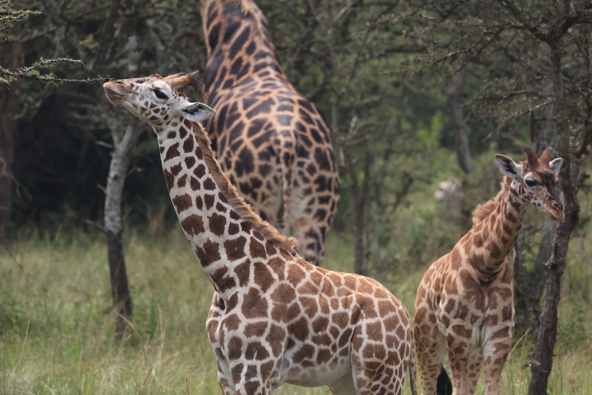 Giraffa camelopardalis (Linnaeus, 1758)