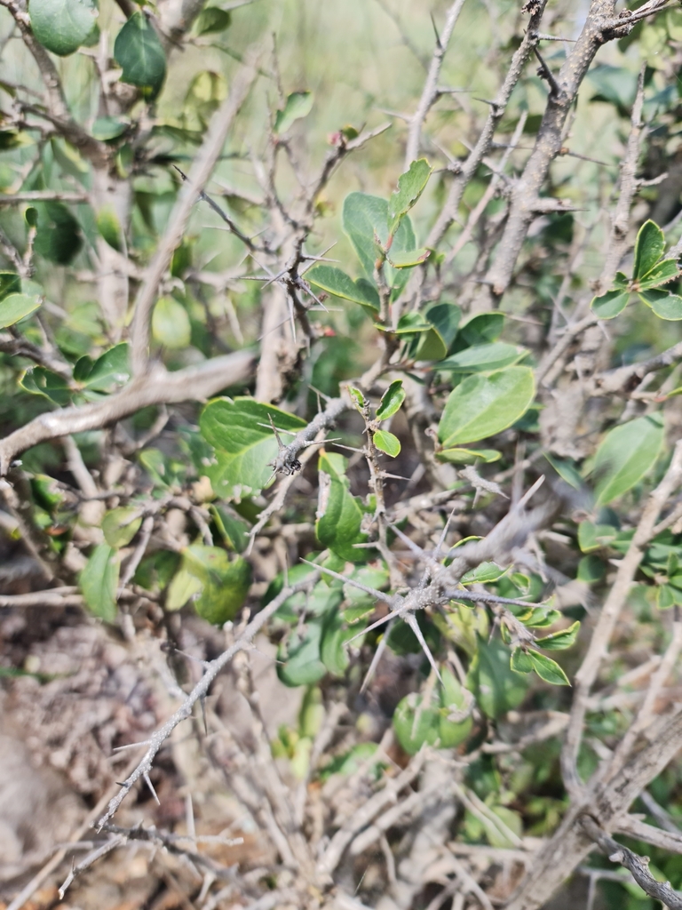 Thorn Pear from Carletonville, 2499, South Africa on February 26, 2023 ...