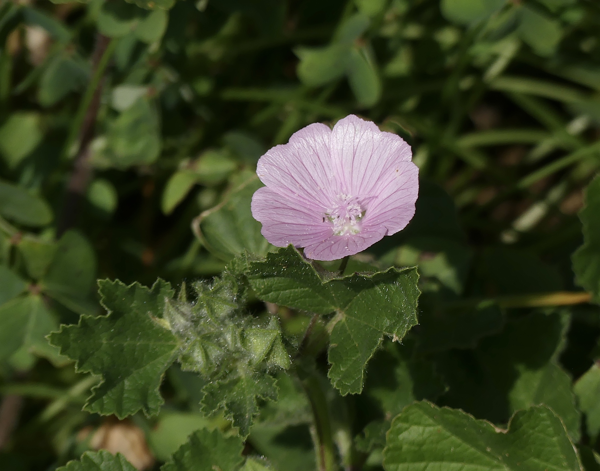 Malva hispanica L.