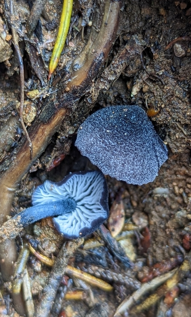 Entoloma panniculus from Lake St Clair TAS 7140, Australia on February ...