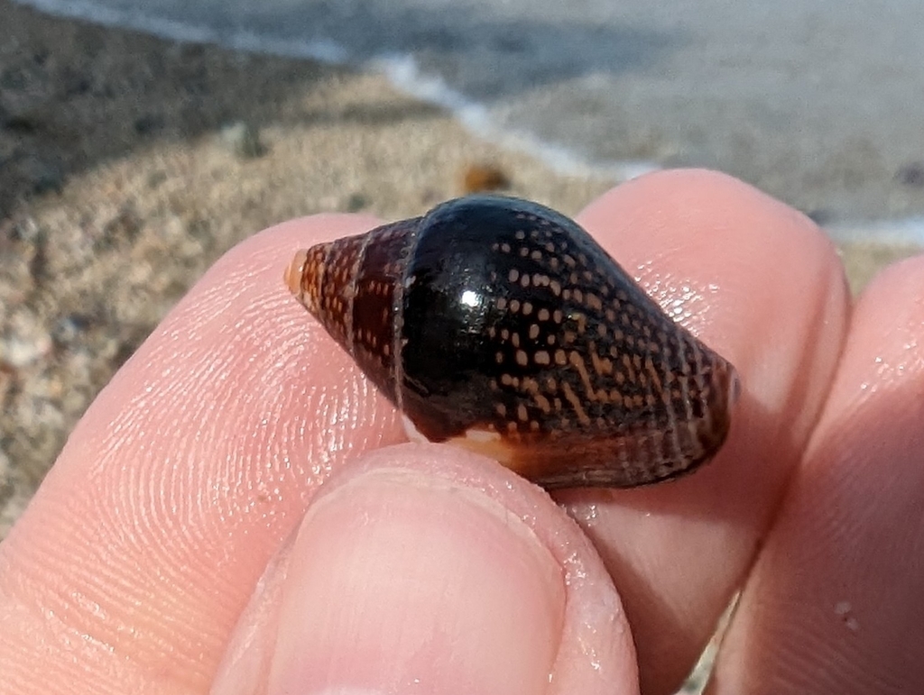 Columbella major from Conchas Chinas, Puerto Vallarta, Jalisco, Mexico ...