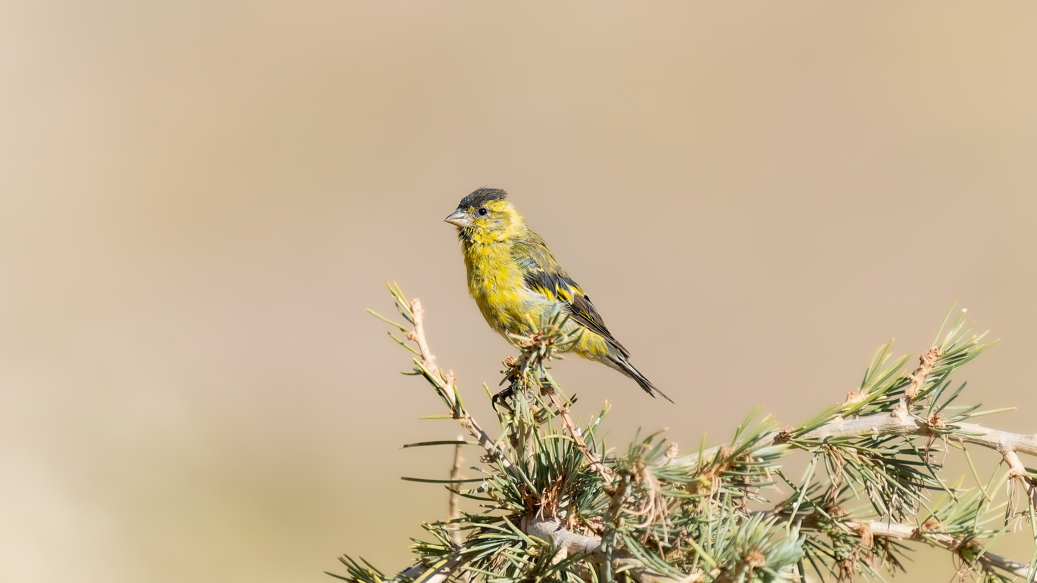 Spinus barbatus (Molina, 1782)