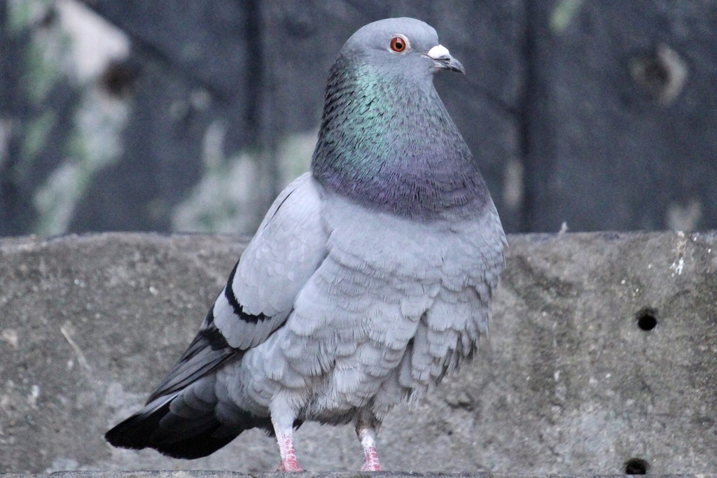 Feral Pigeon from Nicholas St, Limerick, Co. Limerick, IE on February ...