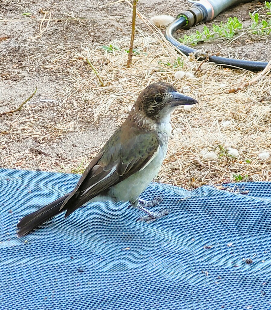 Grey Butcherbird from Melbourne VIC, Australia on January 21, 2022 at ...