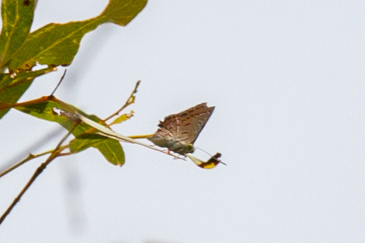 Bulloak Jewel from Leyburn QLD 4365, Australia on February 26, 2023 at ...