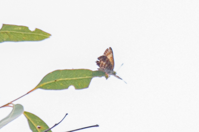 Bulloak Jewel from Leyburn QLD 4365, Australia on February 26, 2023 at ...