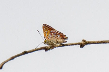 Bulloak Jewel (Hypochrysops piceatus) · iNaturalist