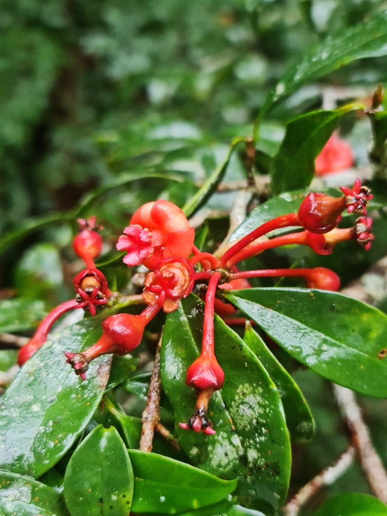 Symphonia urophylla from Alaotra-Mangoro, MG-TM, MG on February 23 ...