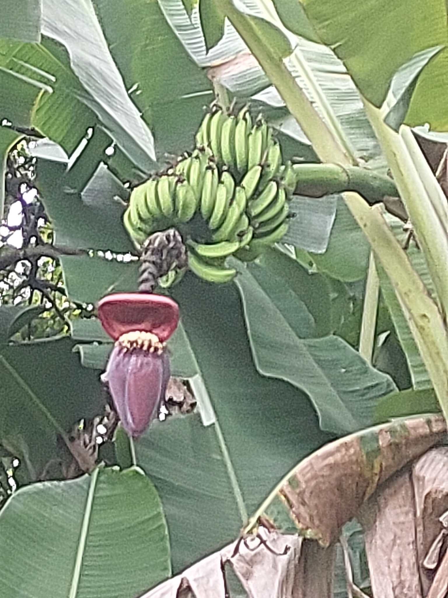 Musa ×paradisiaca L.