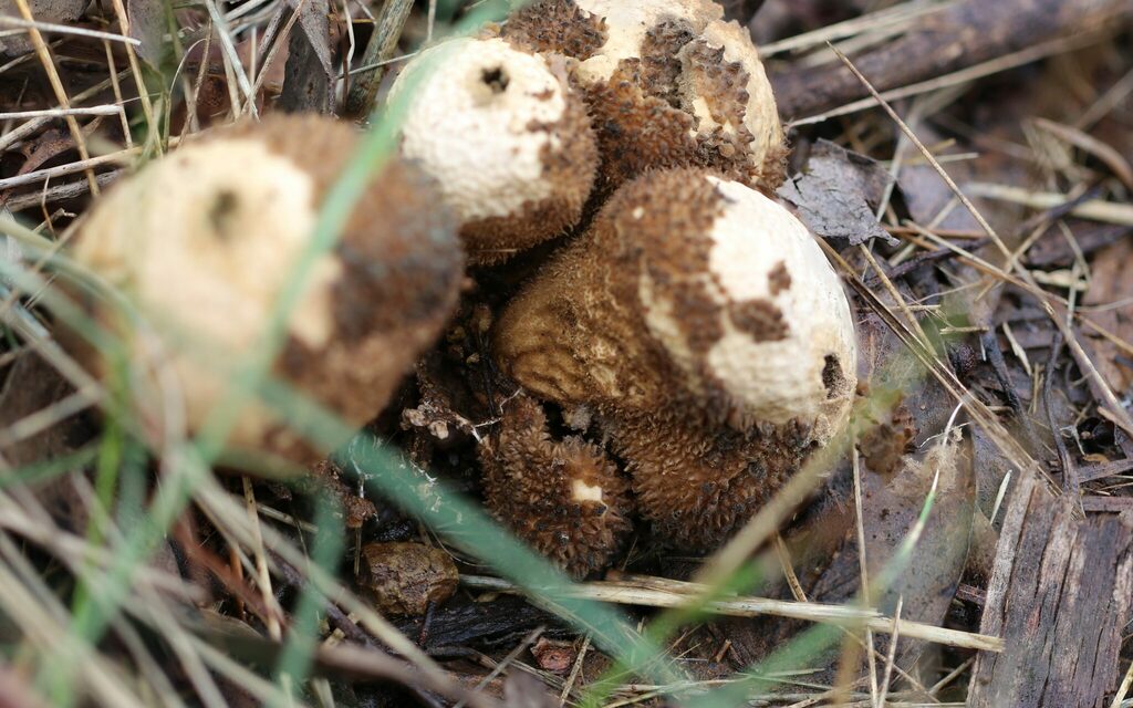 Lycoperdon scabrum from Hillgrove NSW 2350, Australia on February 23 ...