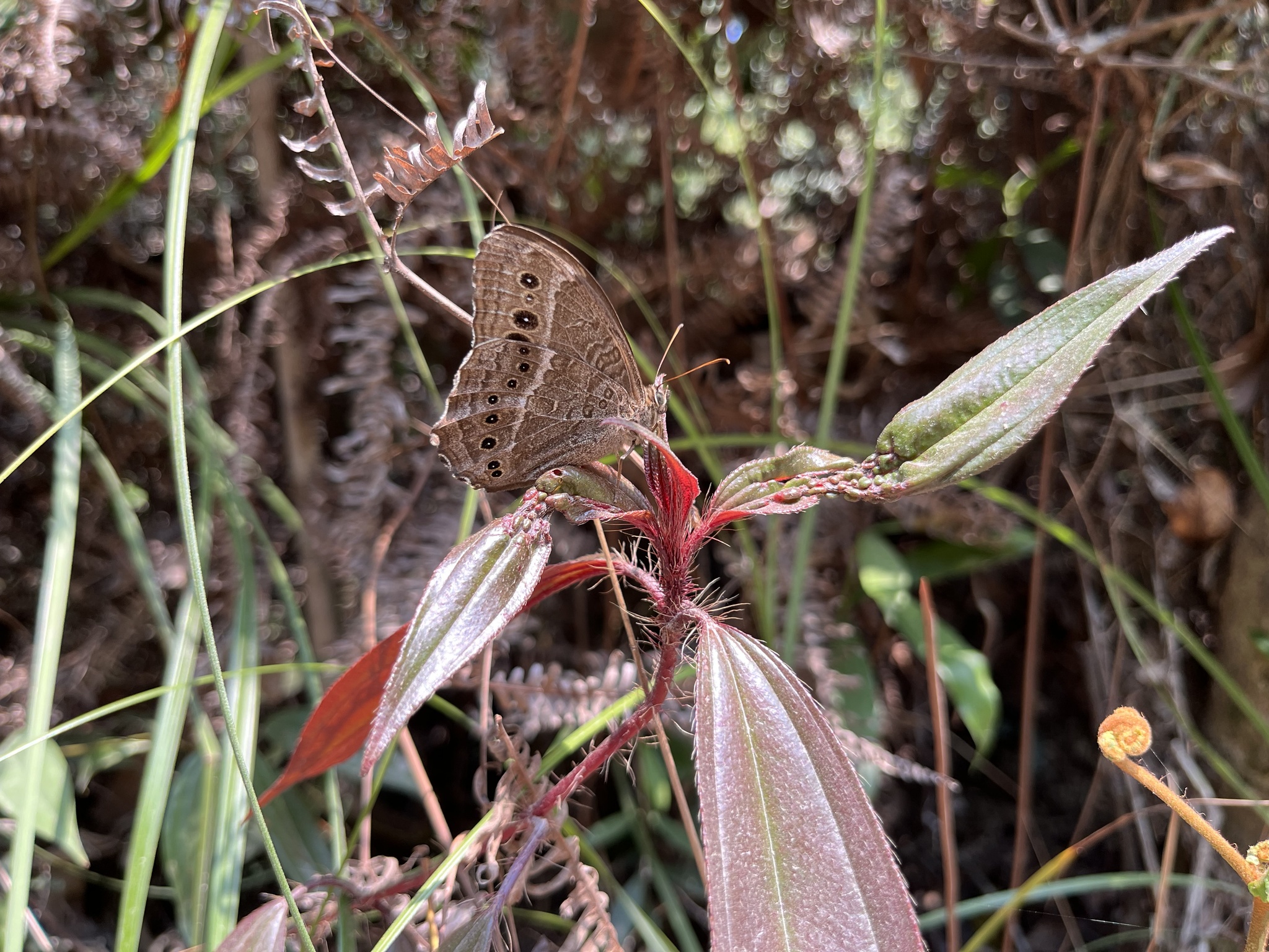Neope muirheadii (Felder, 1862)