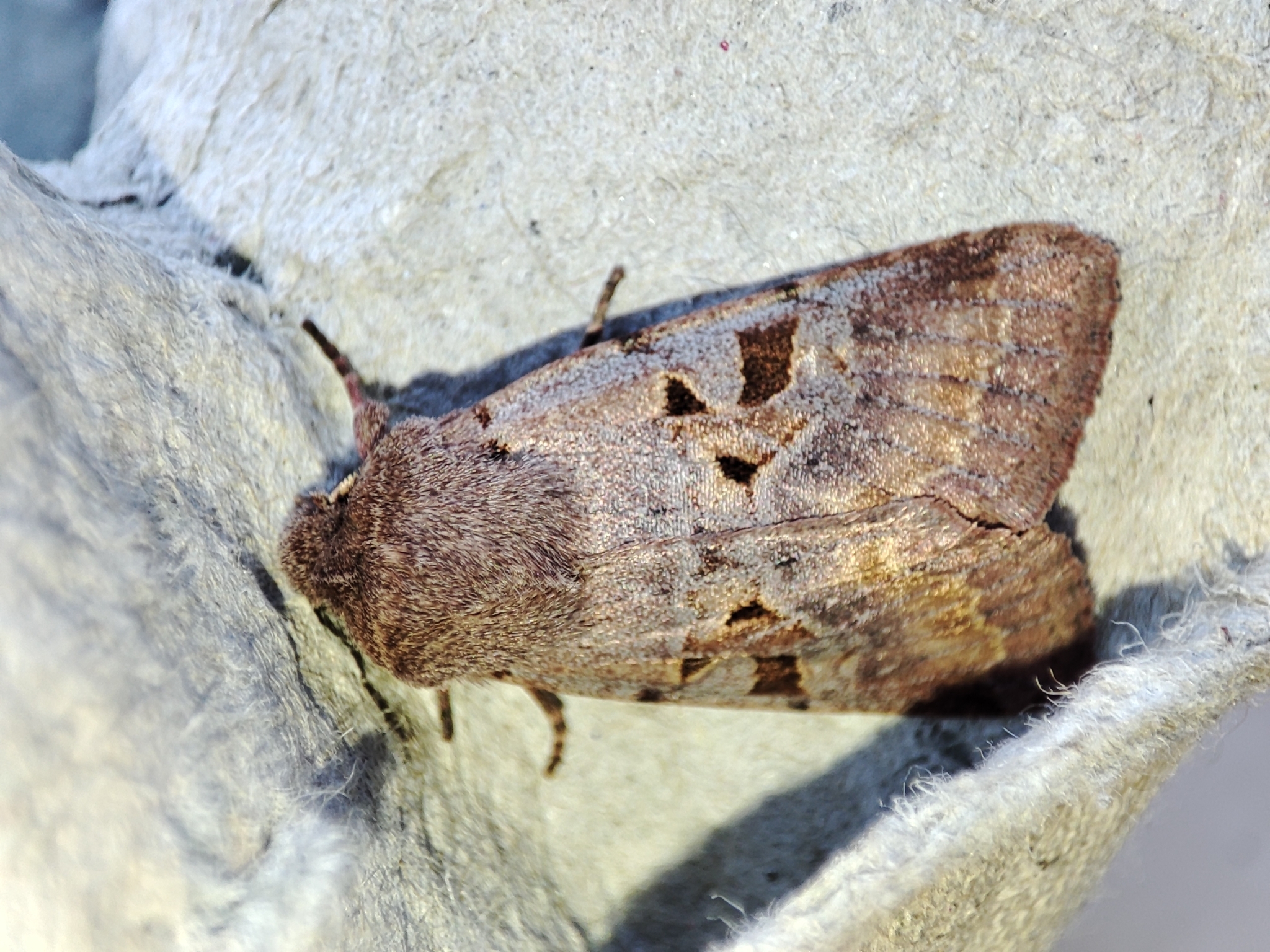 Orthosia gothica Linnaeus, 1758
