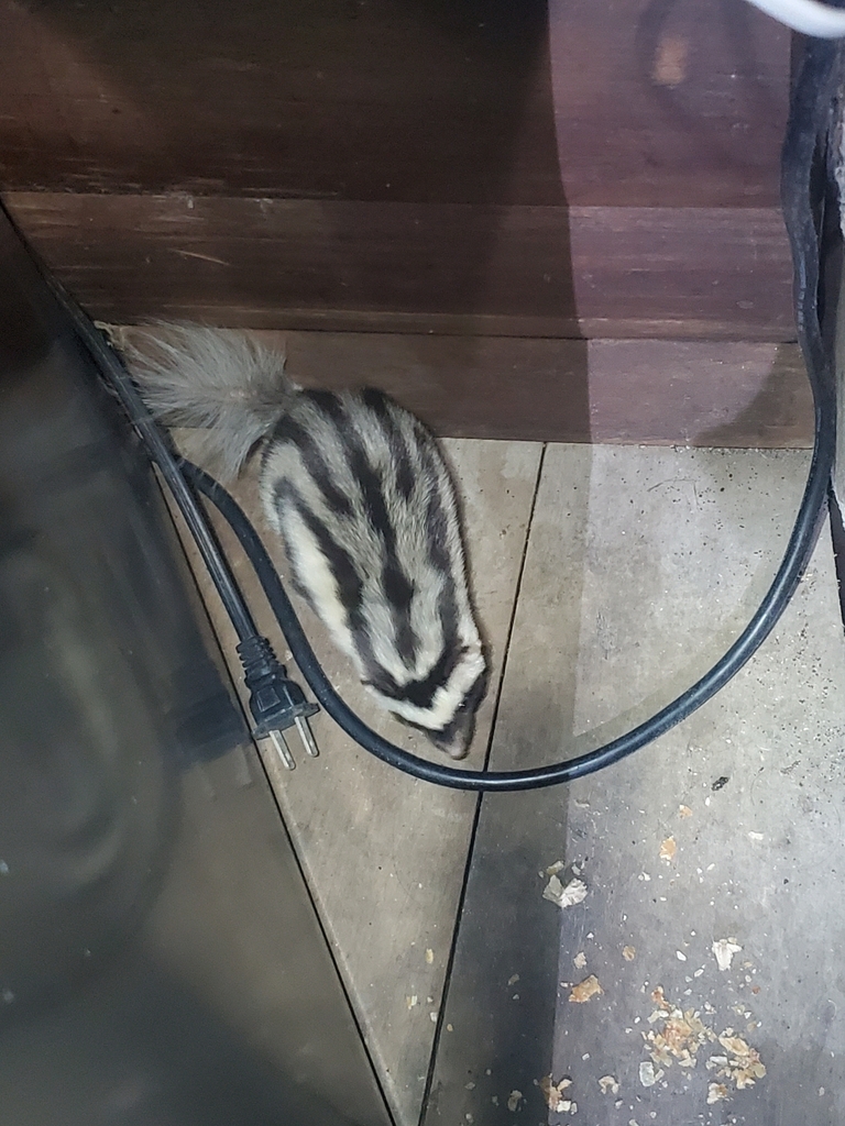 Pygmy Spotted Skunk from 70947 Oax., Mexico on February 26, 2023 at 05: ...