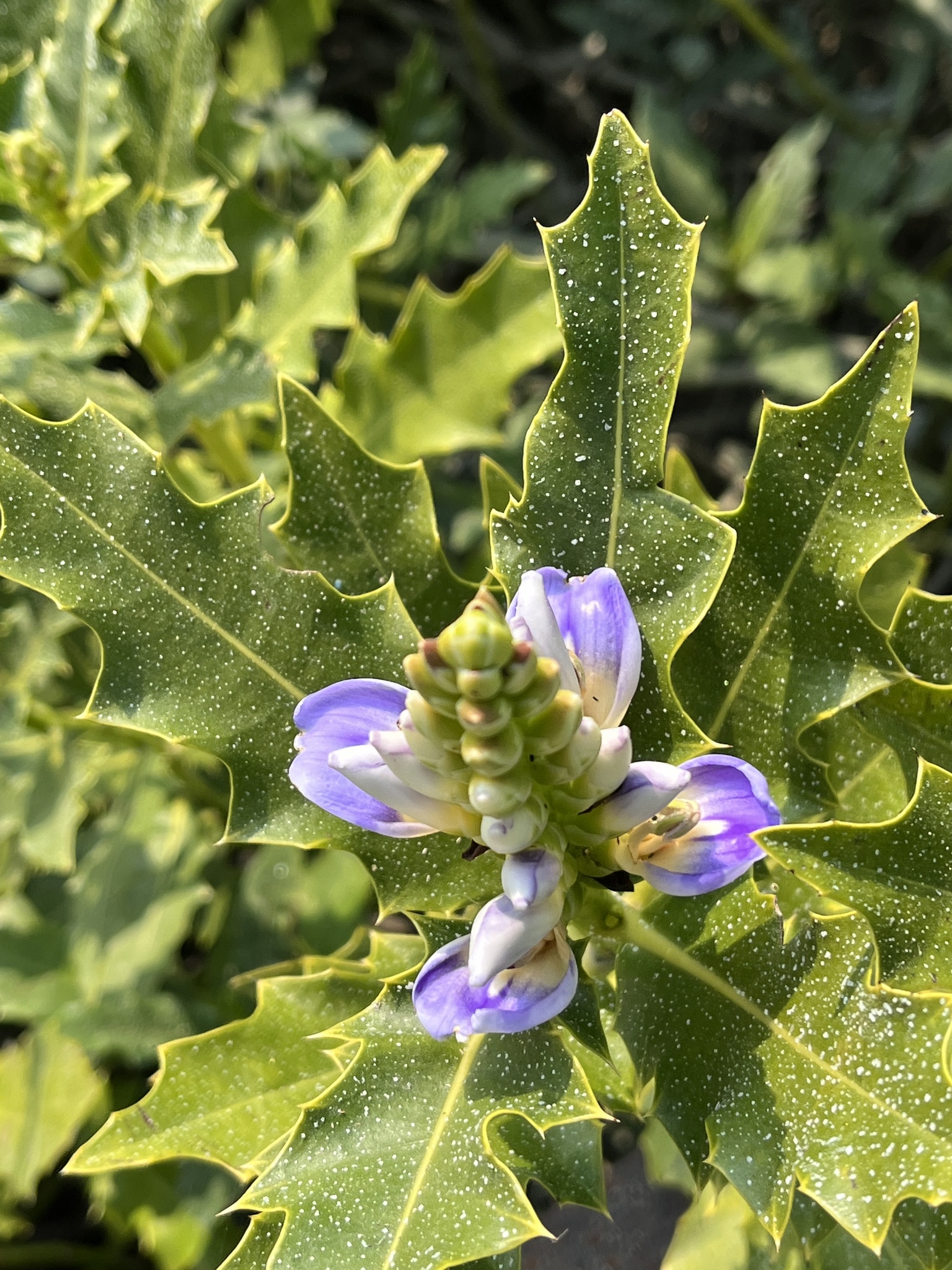 Acanthus ilicifolius L.