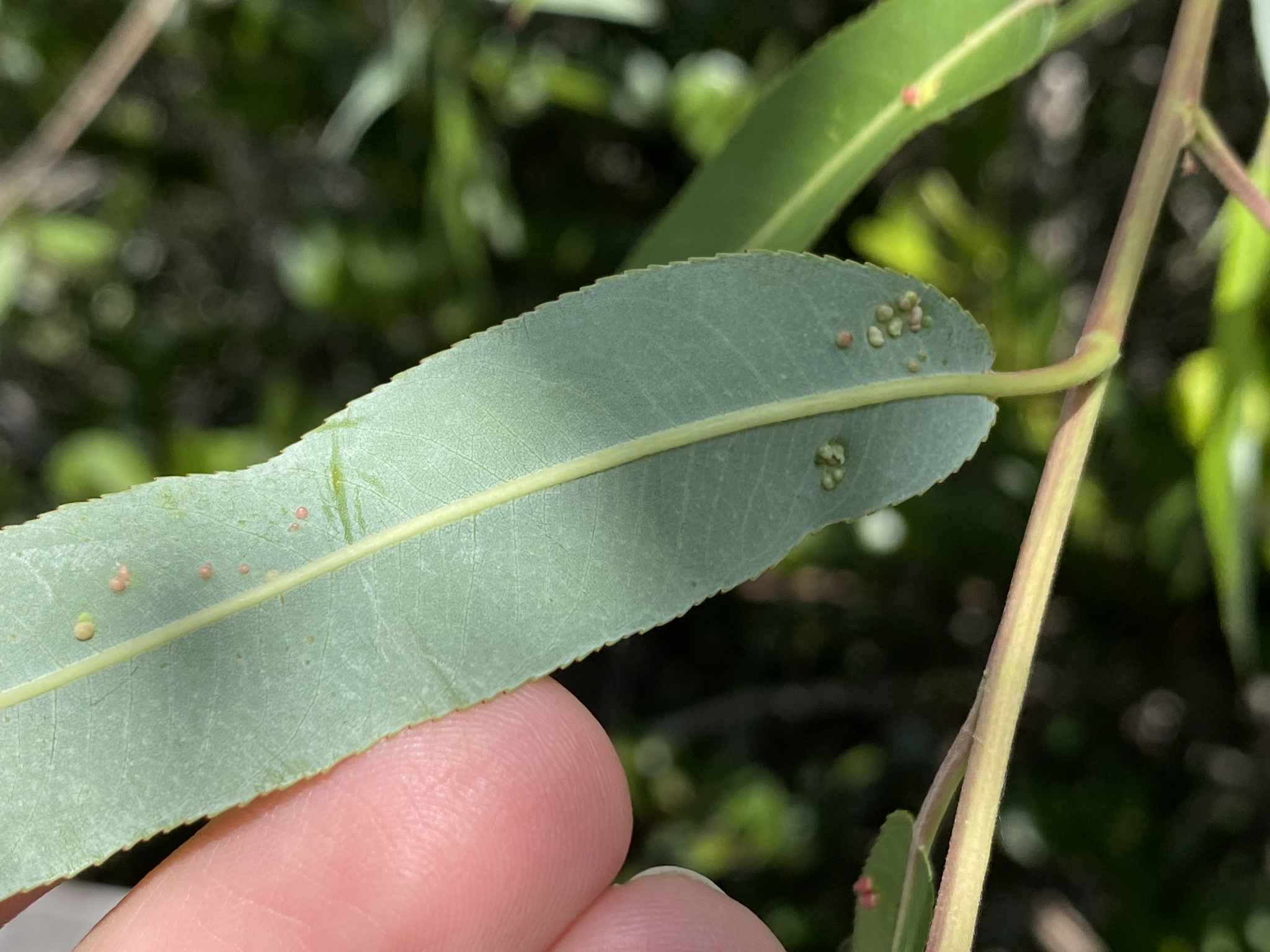 Aculus tetanothrix (Nalepa, 1889)