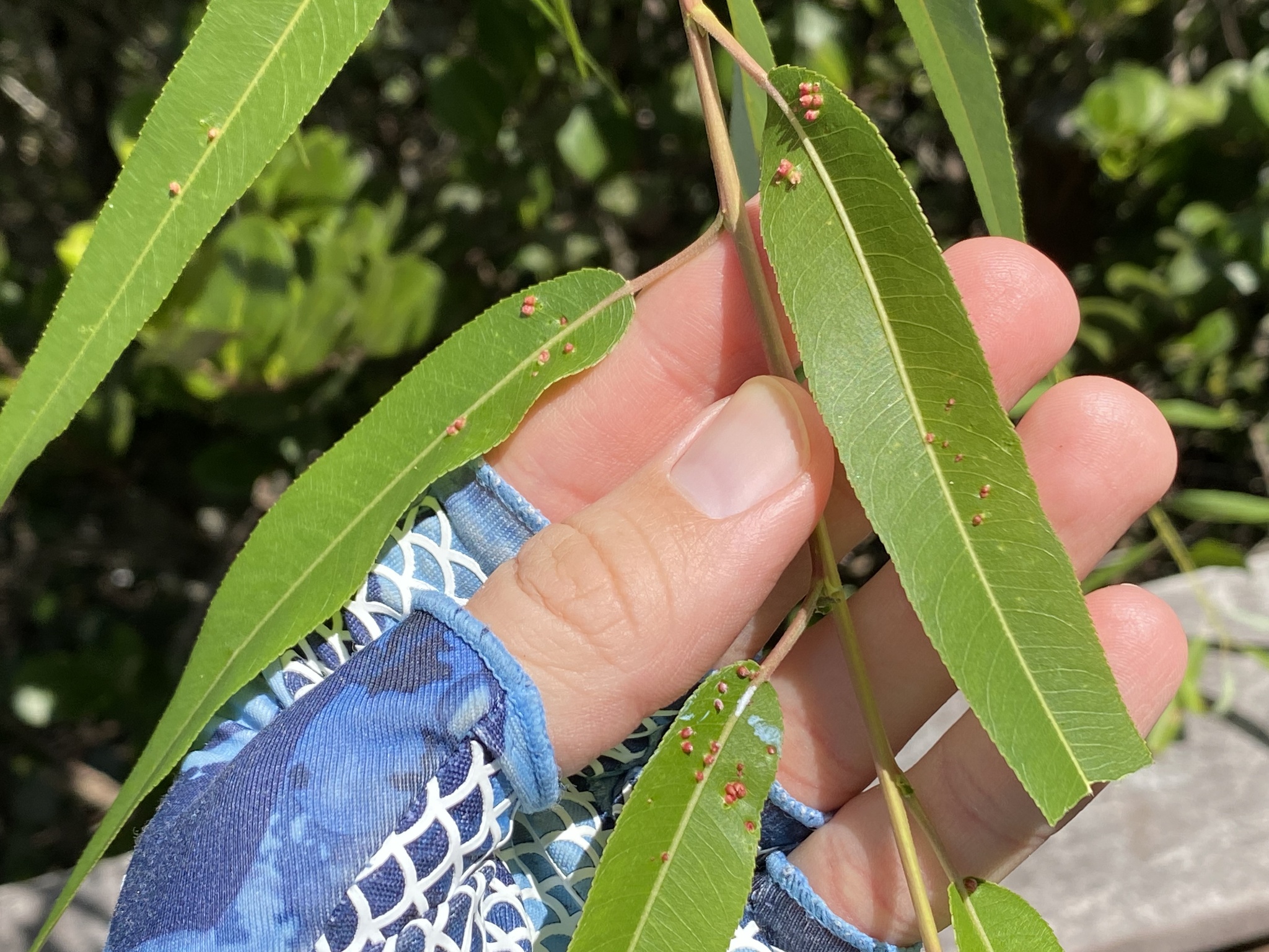 Aculus tetanothrix (Nalepa, 1889)