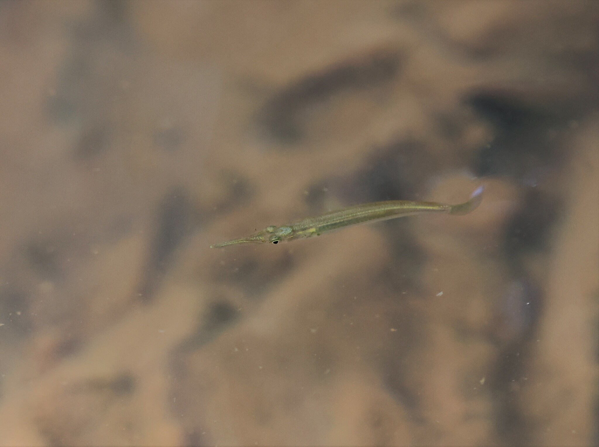 Dermogenys collettei Meisner, 2001