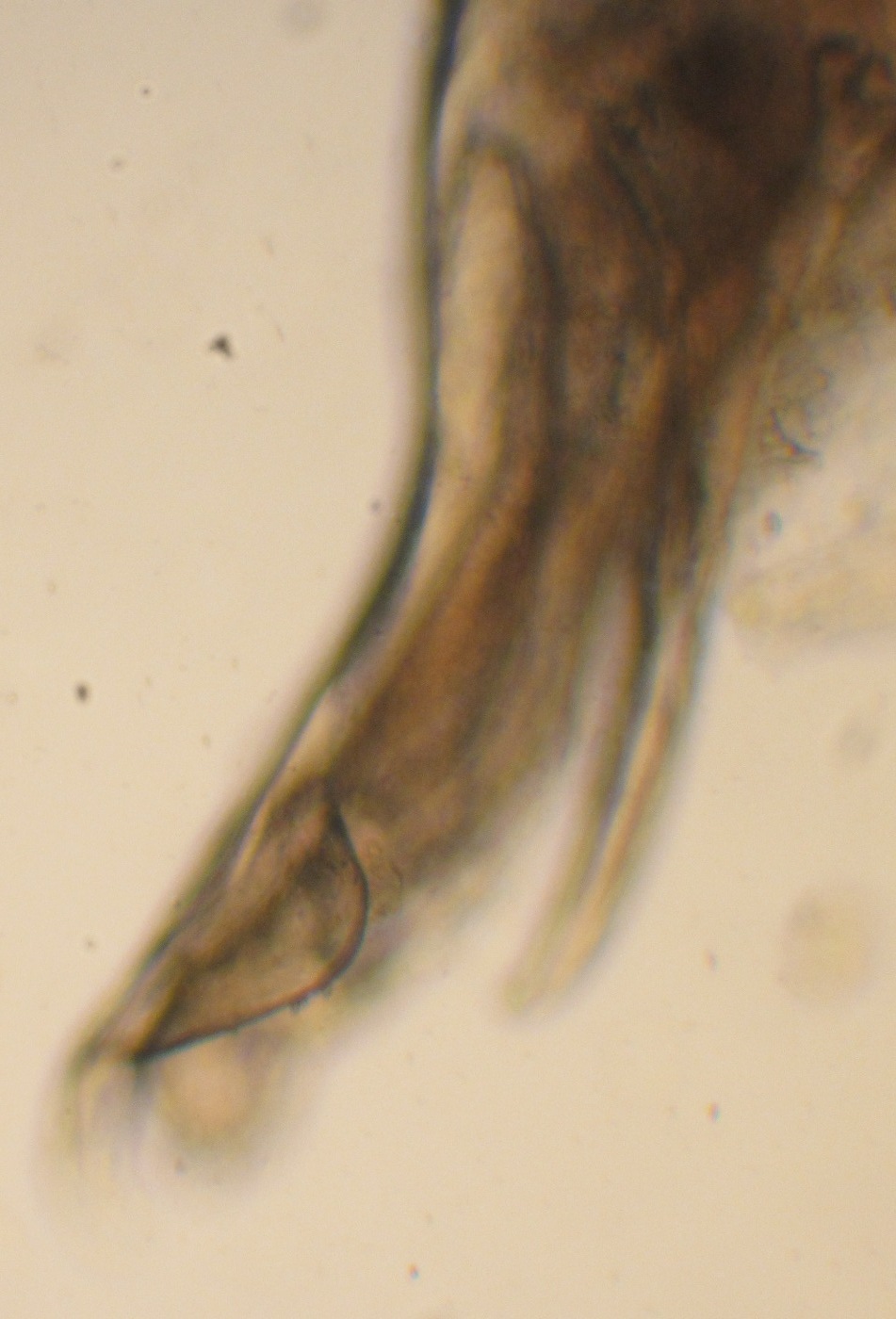 Brachyiulus pusillus (Leach, 1814)