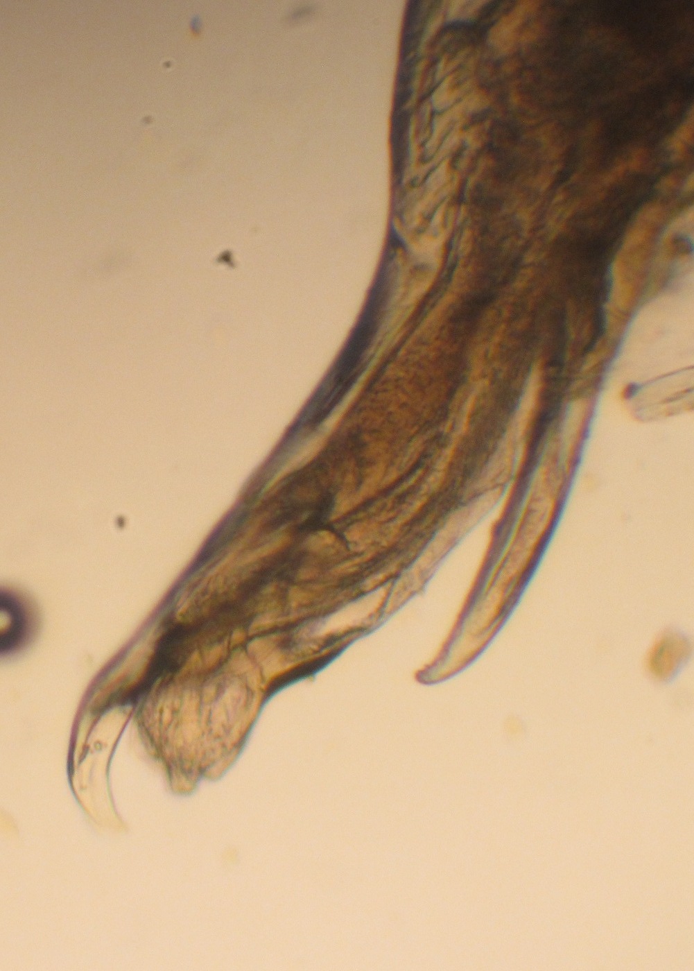 Brachyiulus pusillus (Leach, 1814)