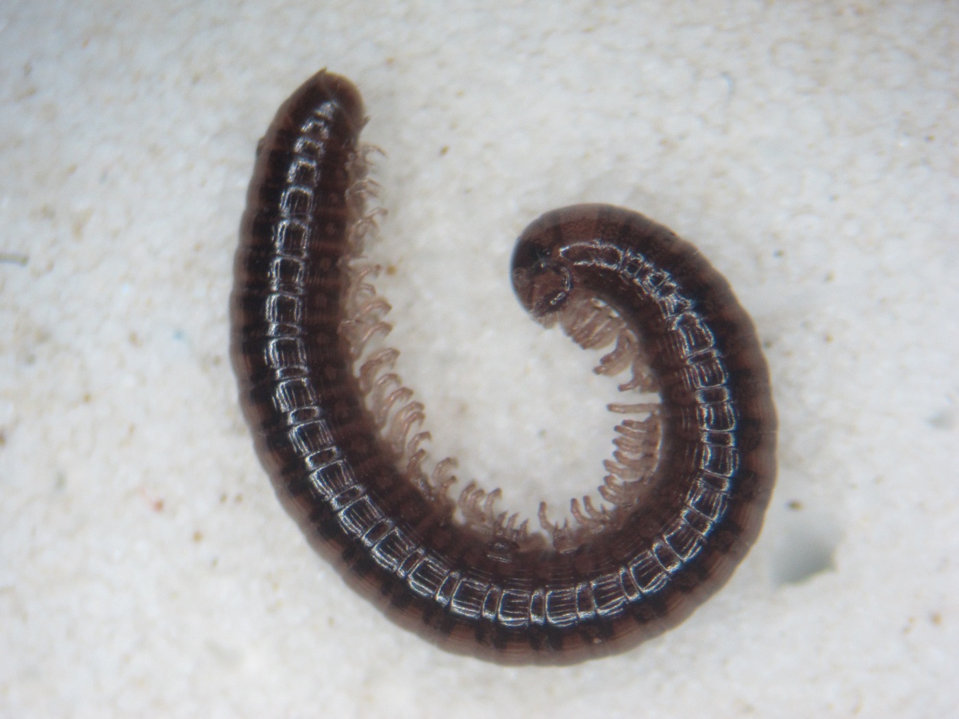 Brachyiulus pusillus (Leach, 1814)