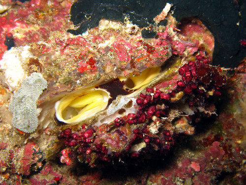 Lazarus Jewel Box (Chama lazarus) · iNaturalist United Kingdom