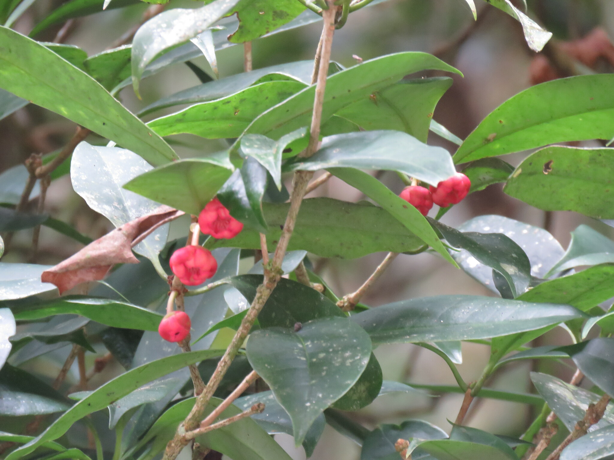 Illicium arborescens Hayata