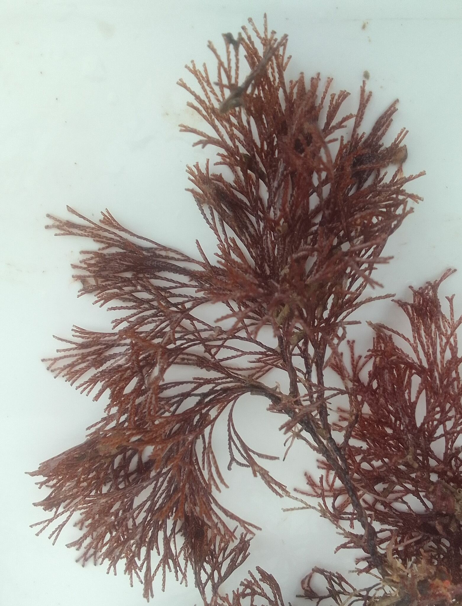 Bugula neritina (Linnaeus, 1758)