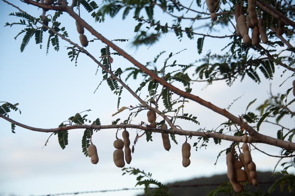 Tamarindus indica L.