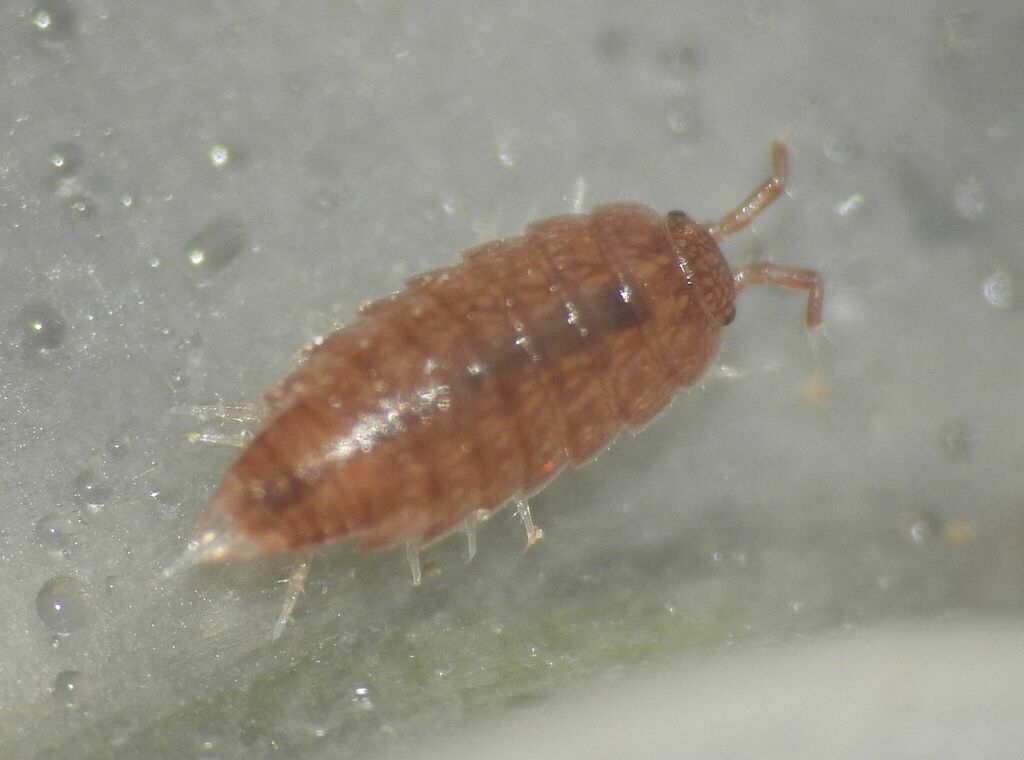 Common Pygmy Woodlouse from 78720 La Celle-les-Bordes, France on ...