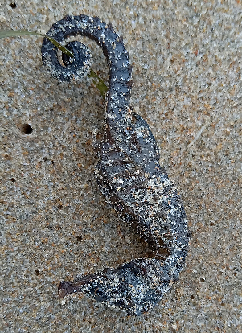 Hippocampus capensis Boulenger, 1900