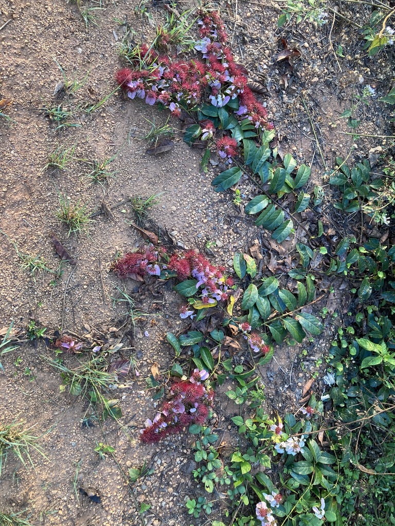 Combretum racemosum from Masindi, Uganda on February 6, 2023 at 07:47 ...
