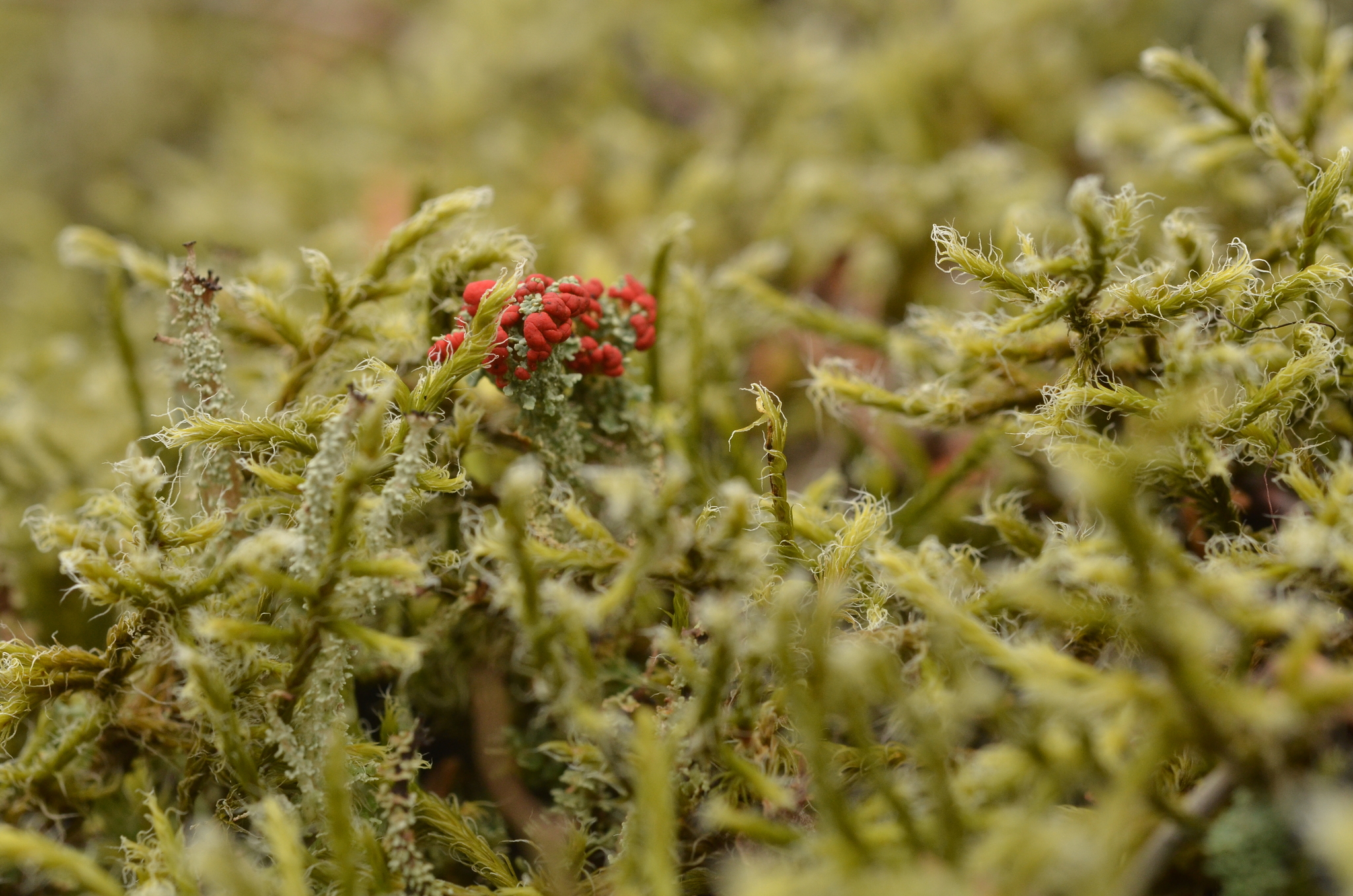 Racomitrium lanuginosum Bridel, 1819