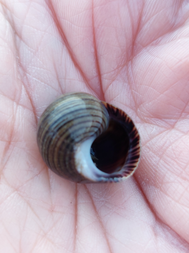 Common Periwinkle from Helen's Bay, Bangor BT19, UK on February 24 ...