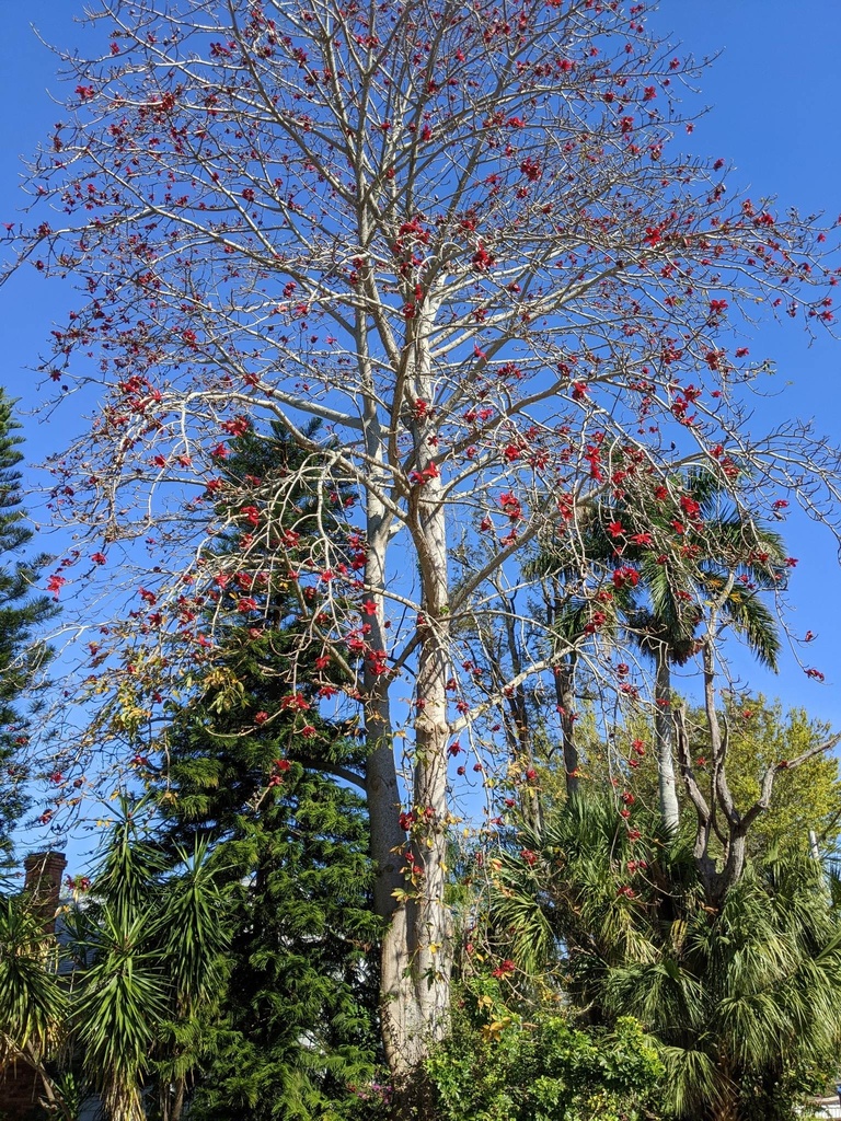 Red Silk Cotton Tree from 15th Ave W, Bradenton, FL, US on February 26 ...