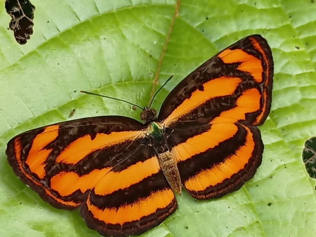 Common Lascar from PCN - Lornie Nature Corridor on February 26, 2023 at ...